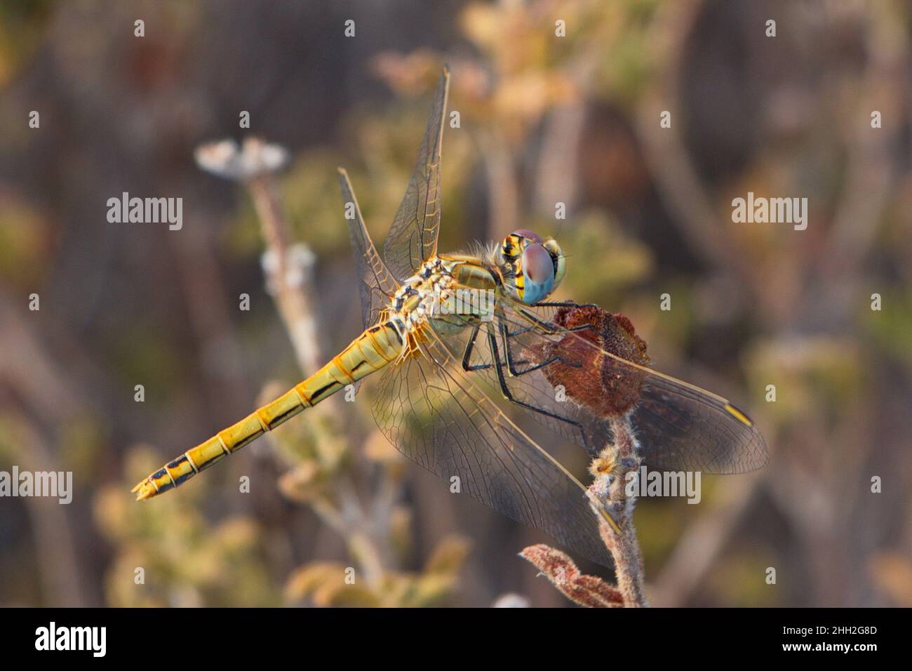 Greek dragonfly hi-res stock photography and images - Alamy