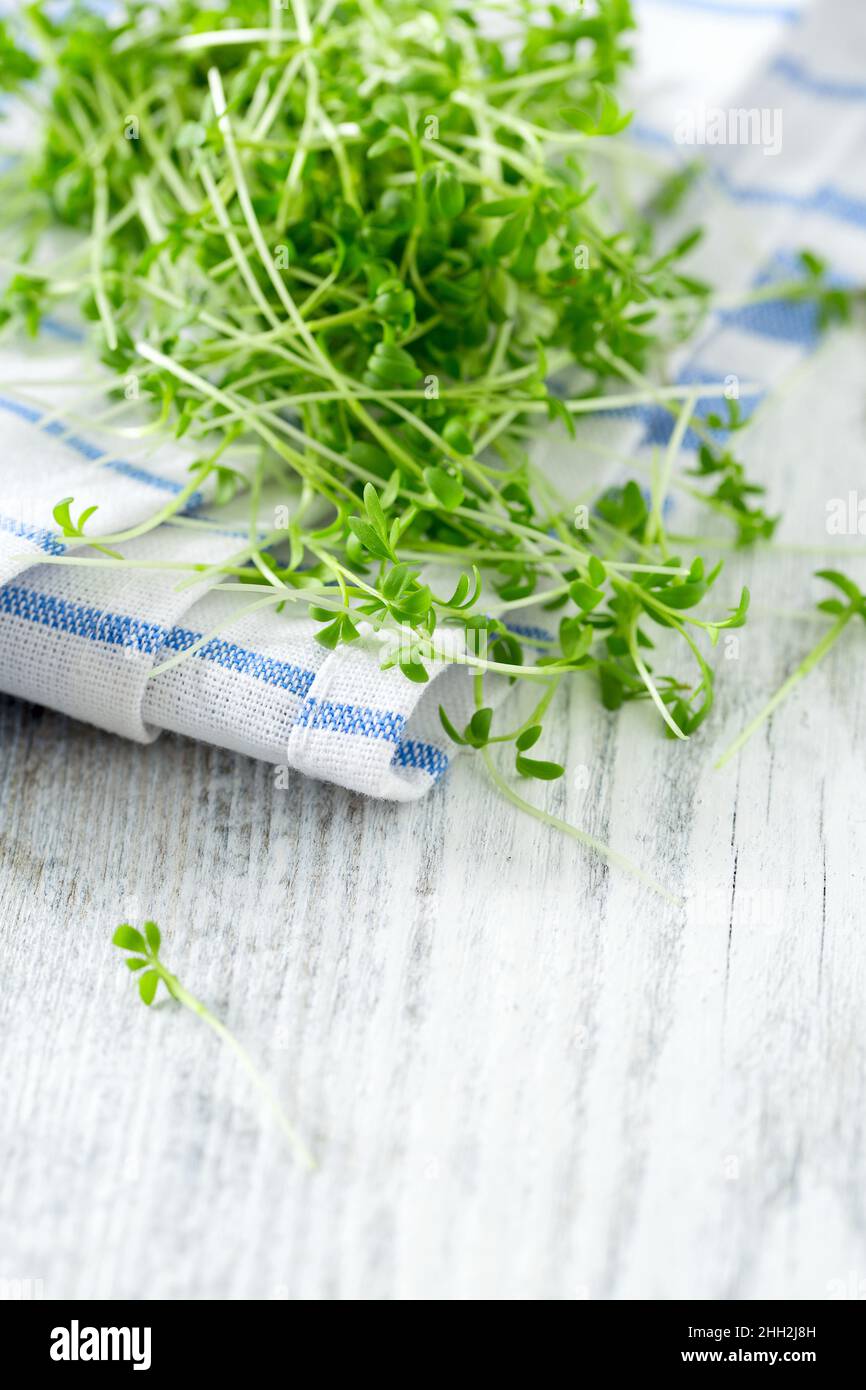 Cress botanical hi-res stock photography and images - Alamy