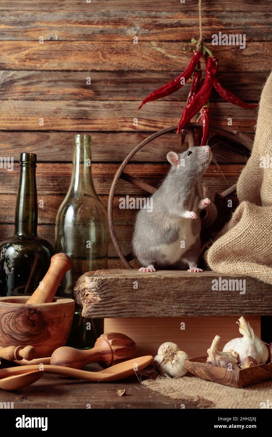 Rat on a table with old kitchen utensils in a wooden shed Stock Photo ...