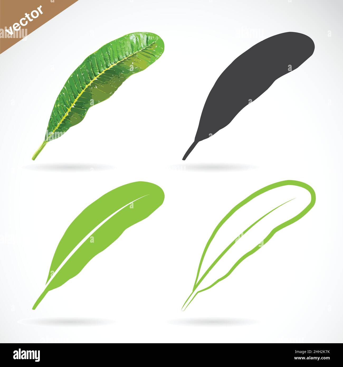 Vector of leaves design on white background. Easy editable layered ...