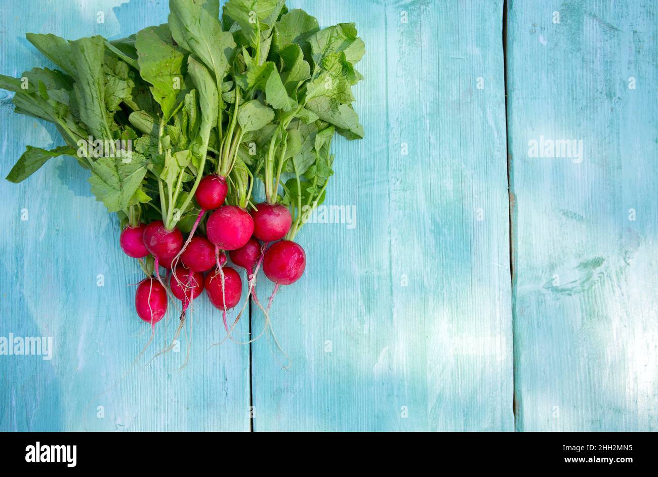 Red radishes on dark wood hi-res stock photography and images - Alamy