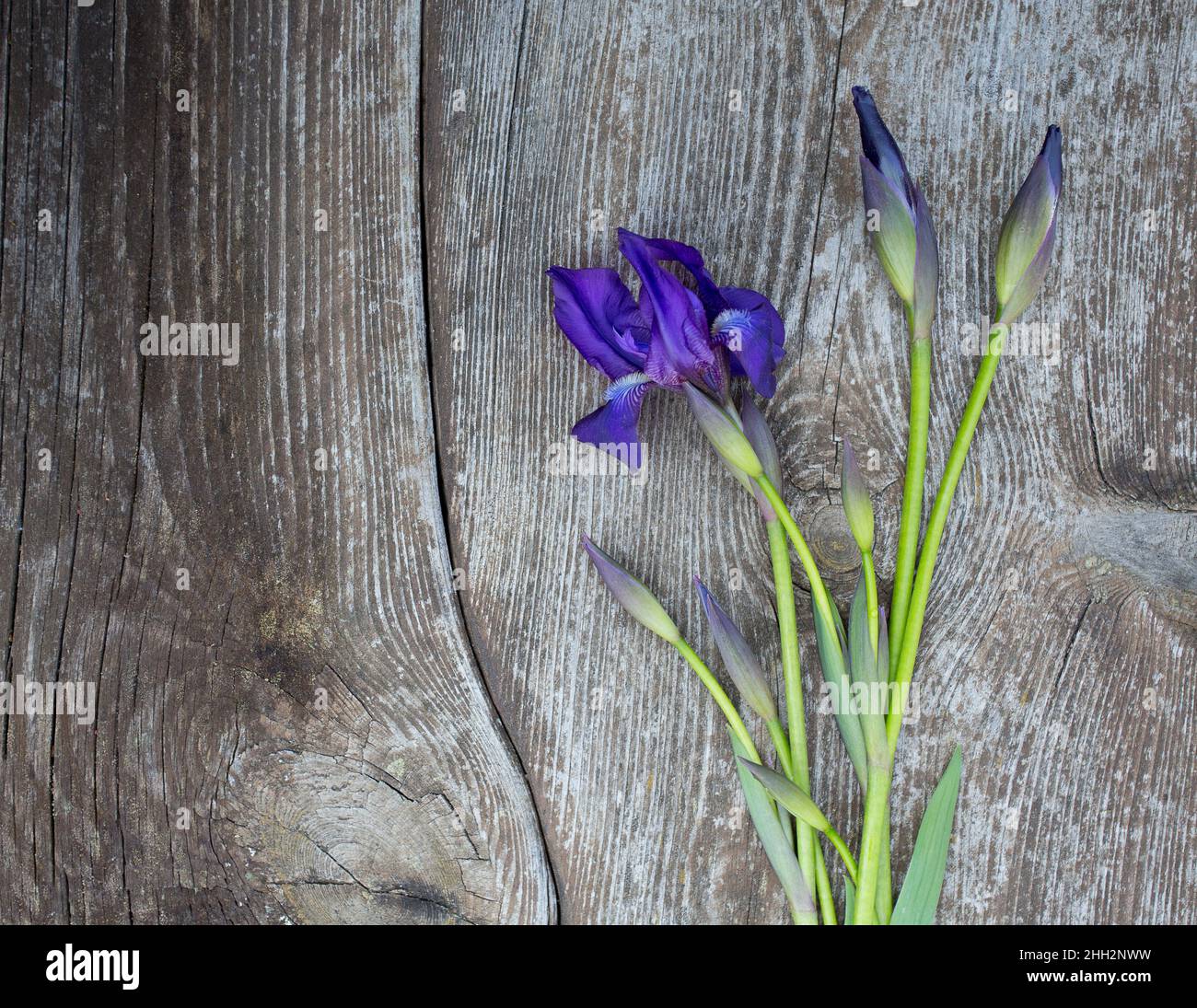 Rustic branch leaves flowers hi-res stock photography and images - Alamy