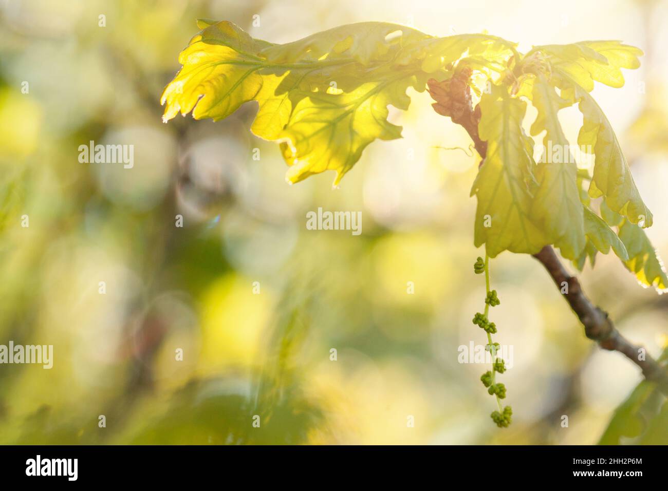Oak leaves in spring. Green leaves background Stock Photo - Alamy