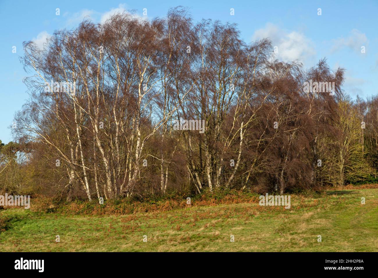 Copse silver birch trees betula hi-res stock photography and images - Alamy