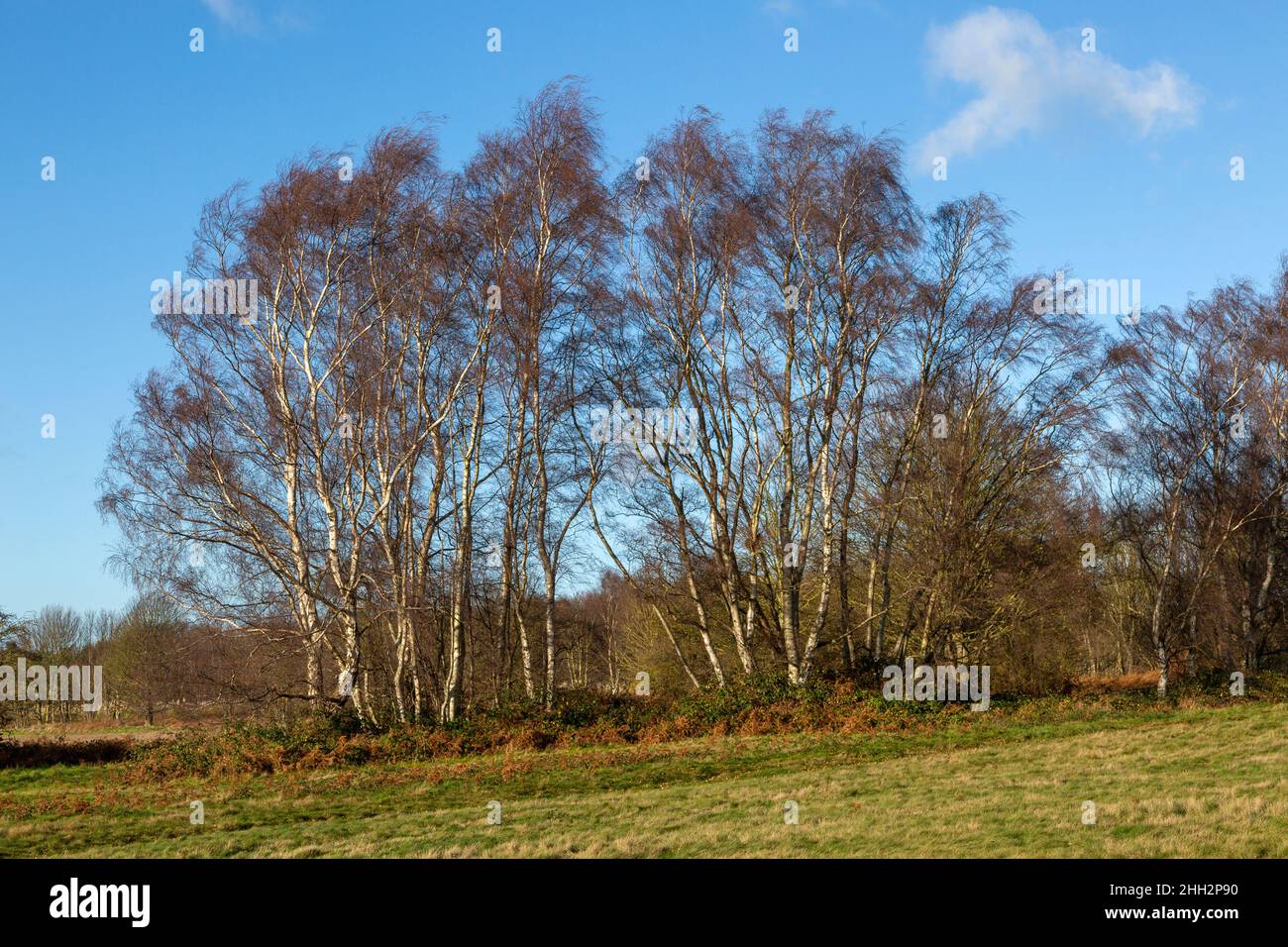 Copse of Silver birch trees, Betula pendula, on Sandlings heathland ...