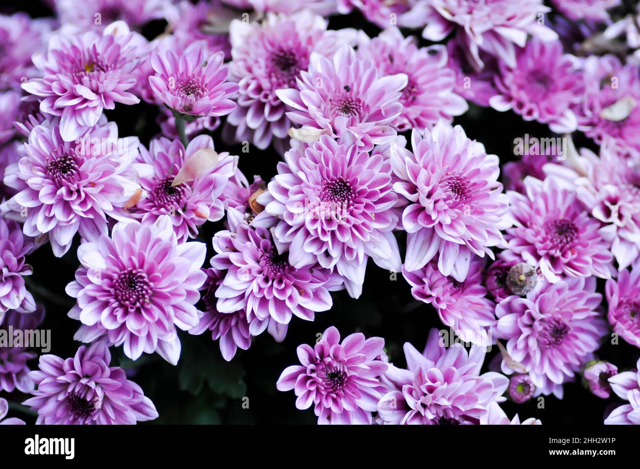 Dendranthema morifolium hi-res stock photography and images - Alamy