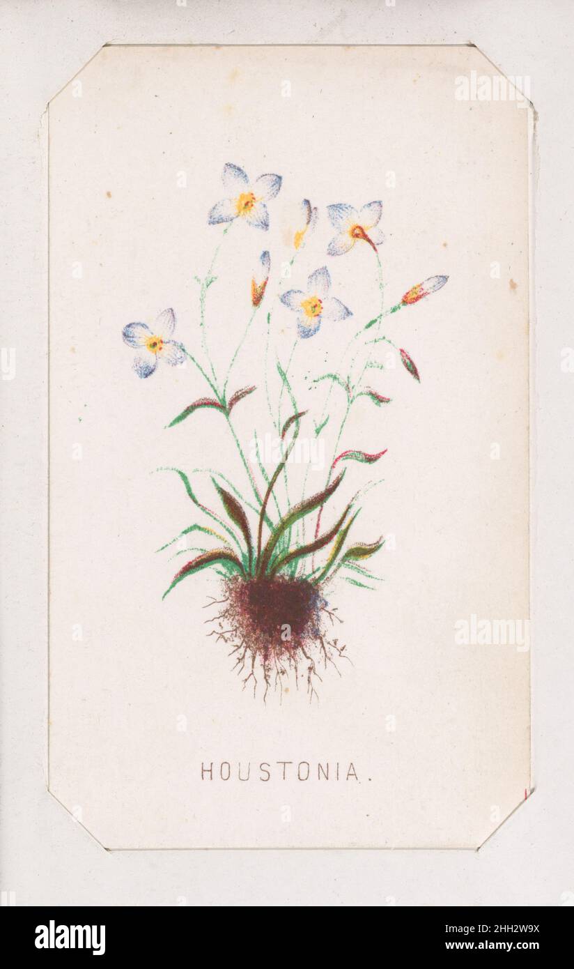 Houstonia card hi-res stock photography and images - Alamy