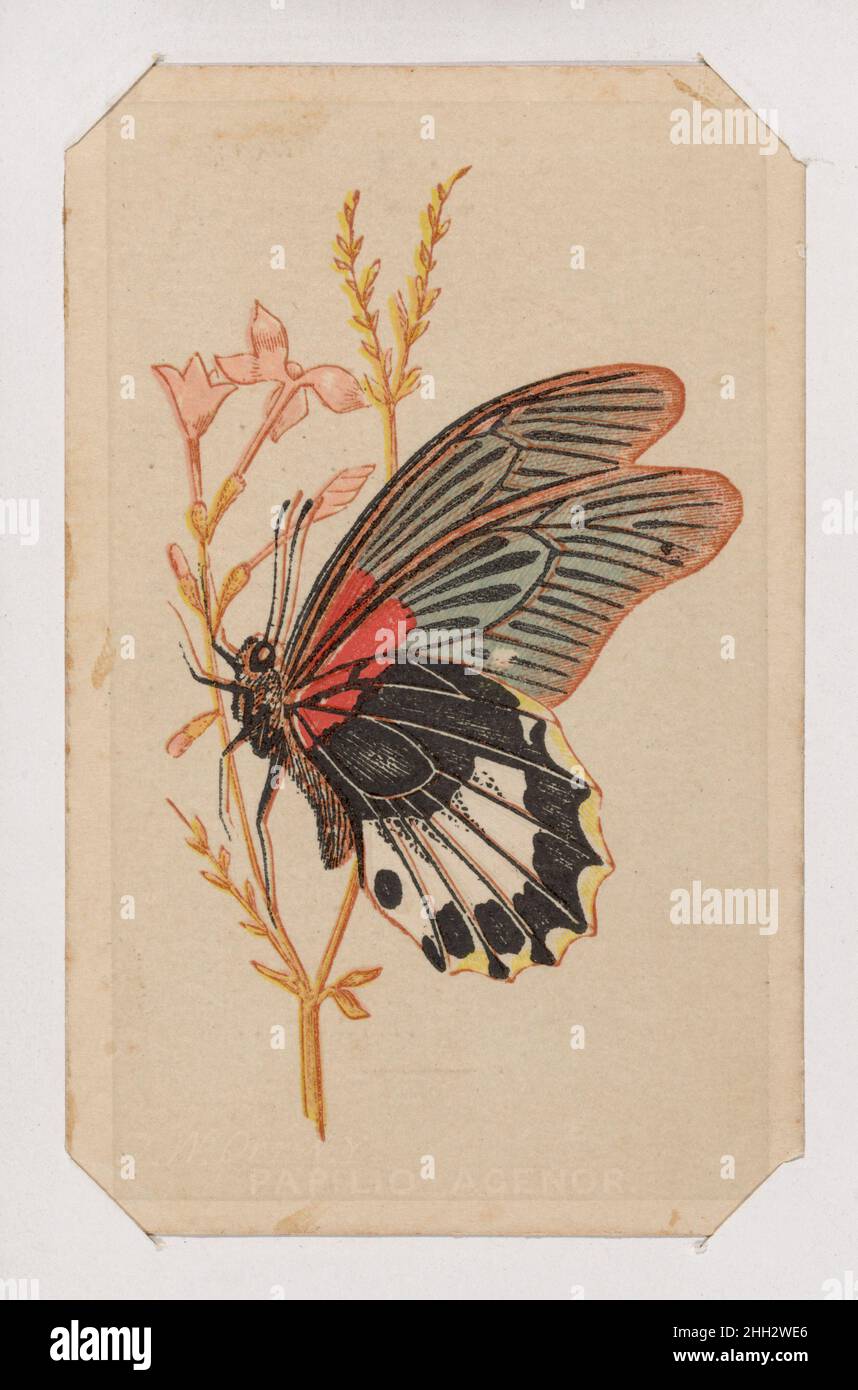 Butterfly card from the Butterflies and Moths of America series 1862–69 ...