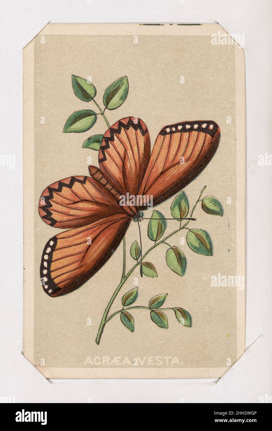 Acraea Vesta butterfly card from the Butterflies and Moths of America ...