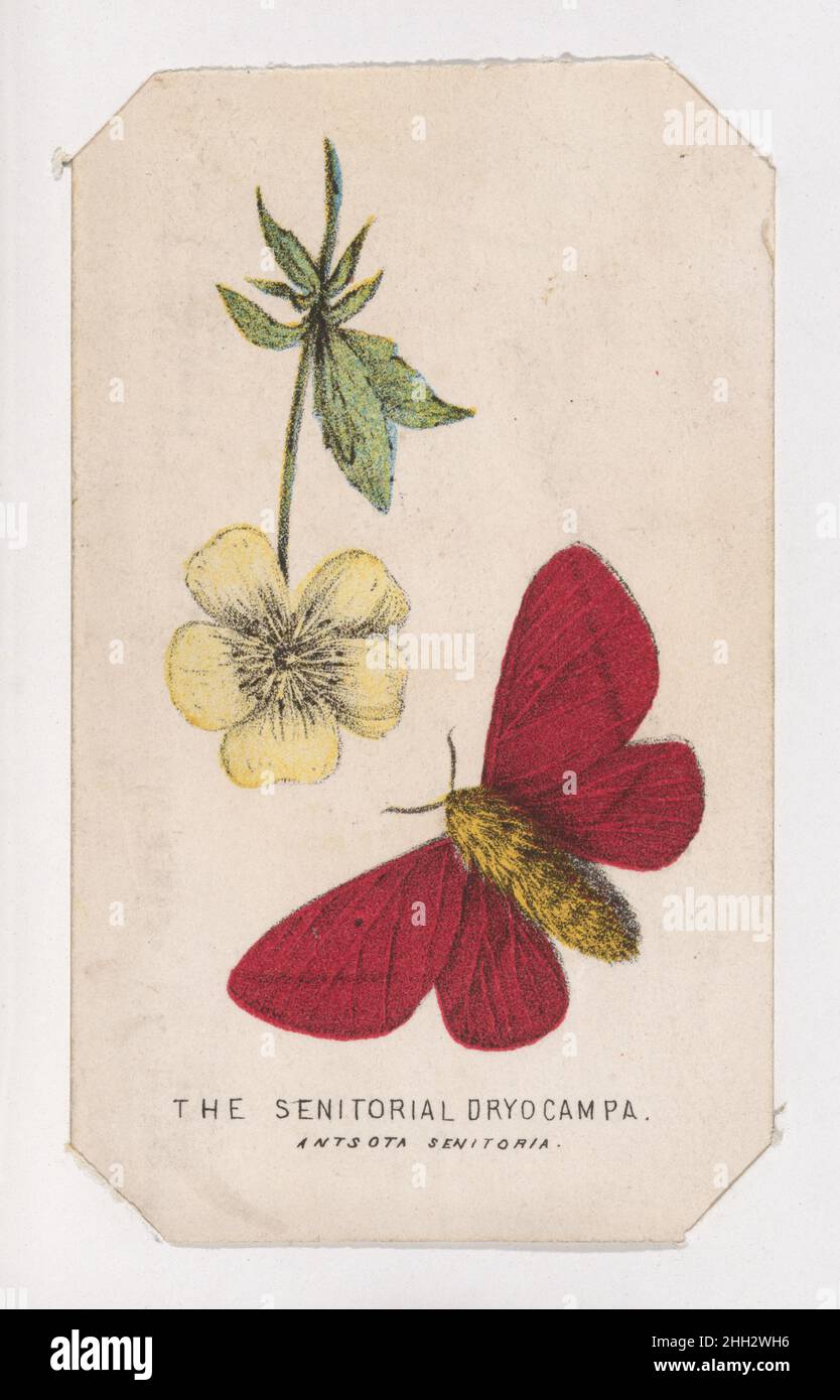 The Senitorial Dryocampa moth card from the Butterflies and Moths of ...