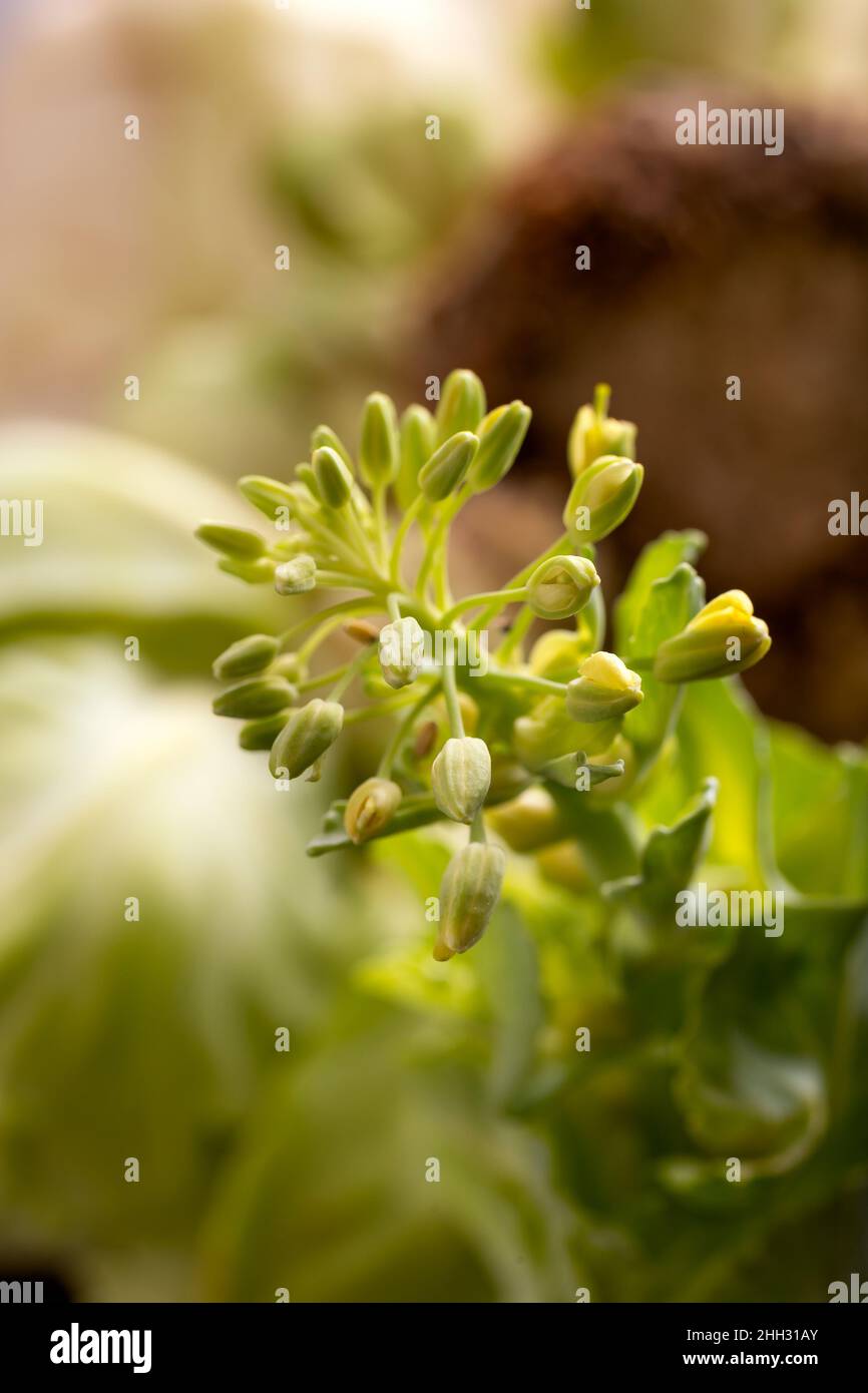 Cabbage stalk hi-res stock photography and images - Alamy