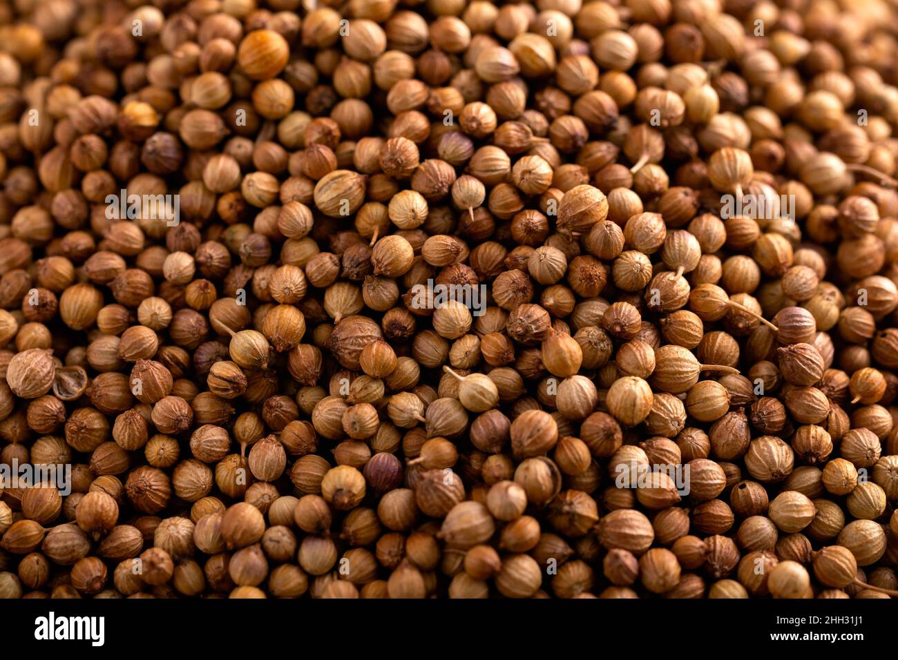Organic Dried coriander seeds, close up background, texture Stock Photo - Alamy