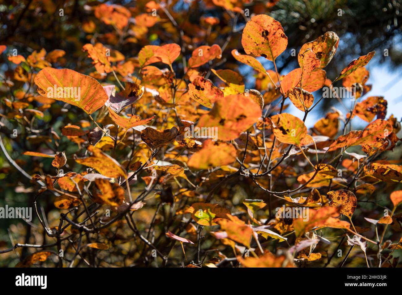 Beijing Ming Tombs National Forest Park is one of the best places to ...