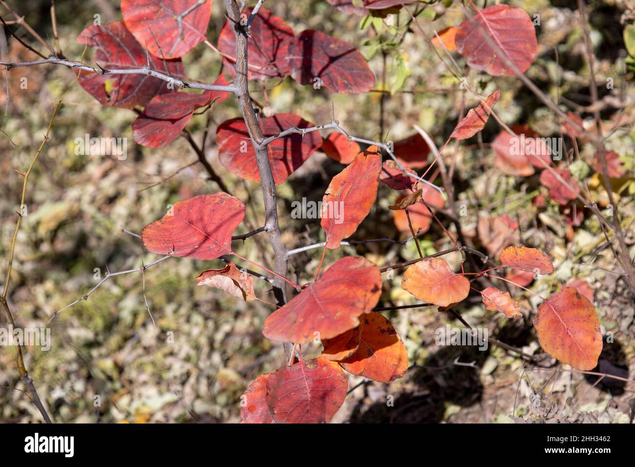 Beijing Ming Tombs National Forest Park is one of the best places to ...