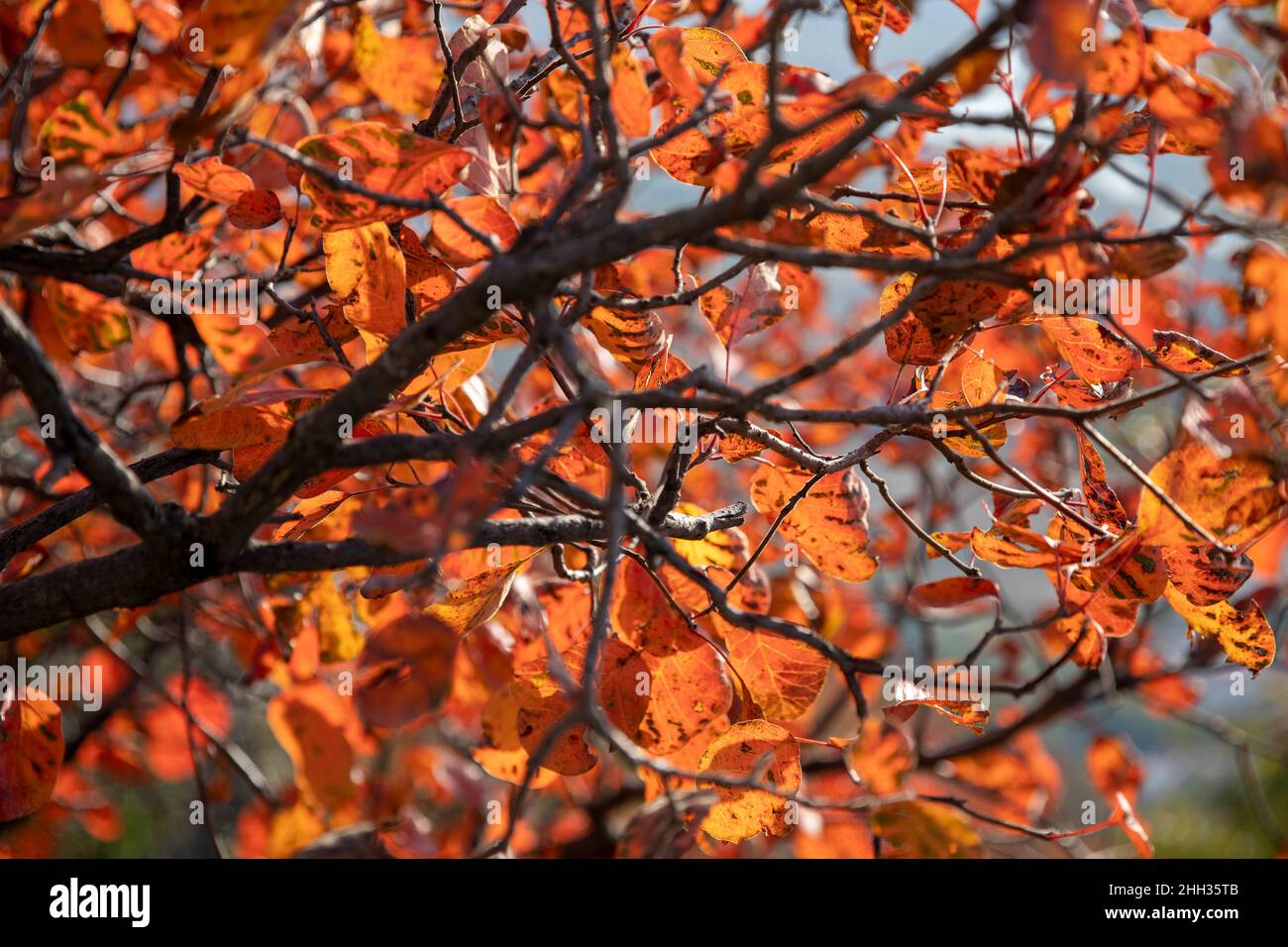 Beijing Ming Tombs National Forest Park is one of the best places to ...