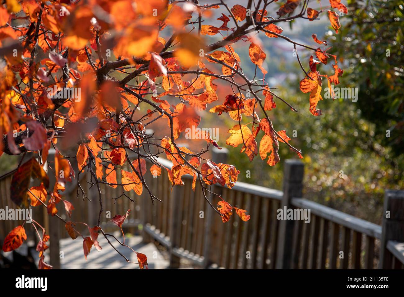 Beijing Ming Tombs National Forest Park is one of the best places to ...
