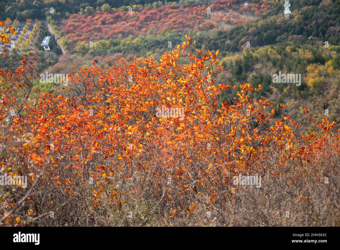 Beijing Ming Tombs National Forest Park is one of the best places to ...