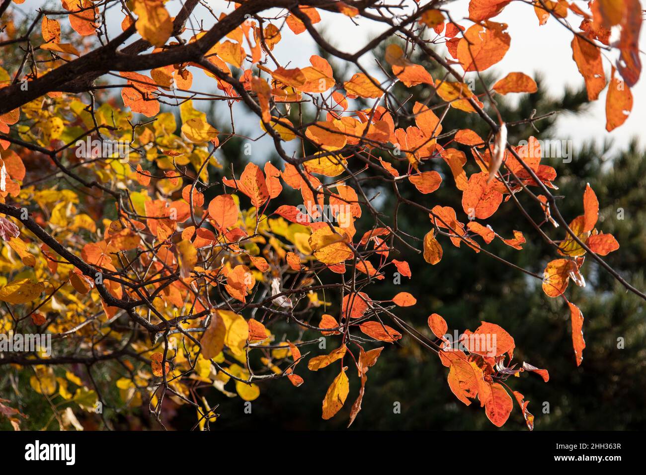 Beijing Ming Tombs National Forest Park is one of the best places to ...