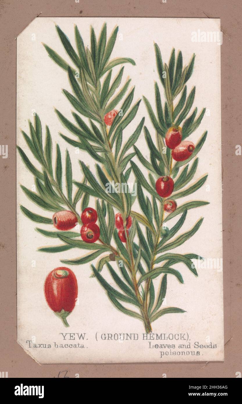 Yew (Ground Hemlock) from the Plants series 1862–69 Louis Prang & Co ...