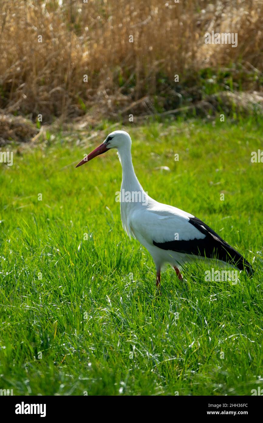 Adult European White Stork Standing In Green Summer Grass. Wild Field ...