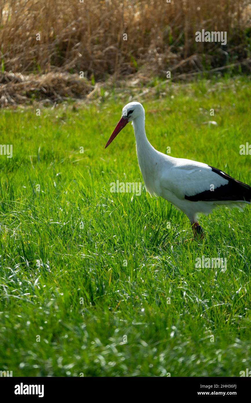 Adult European White Stork Standing In Green Summer Grass. Wild Field ...