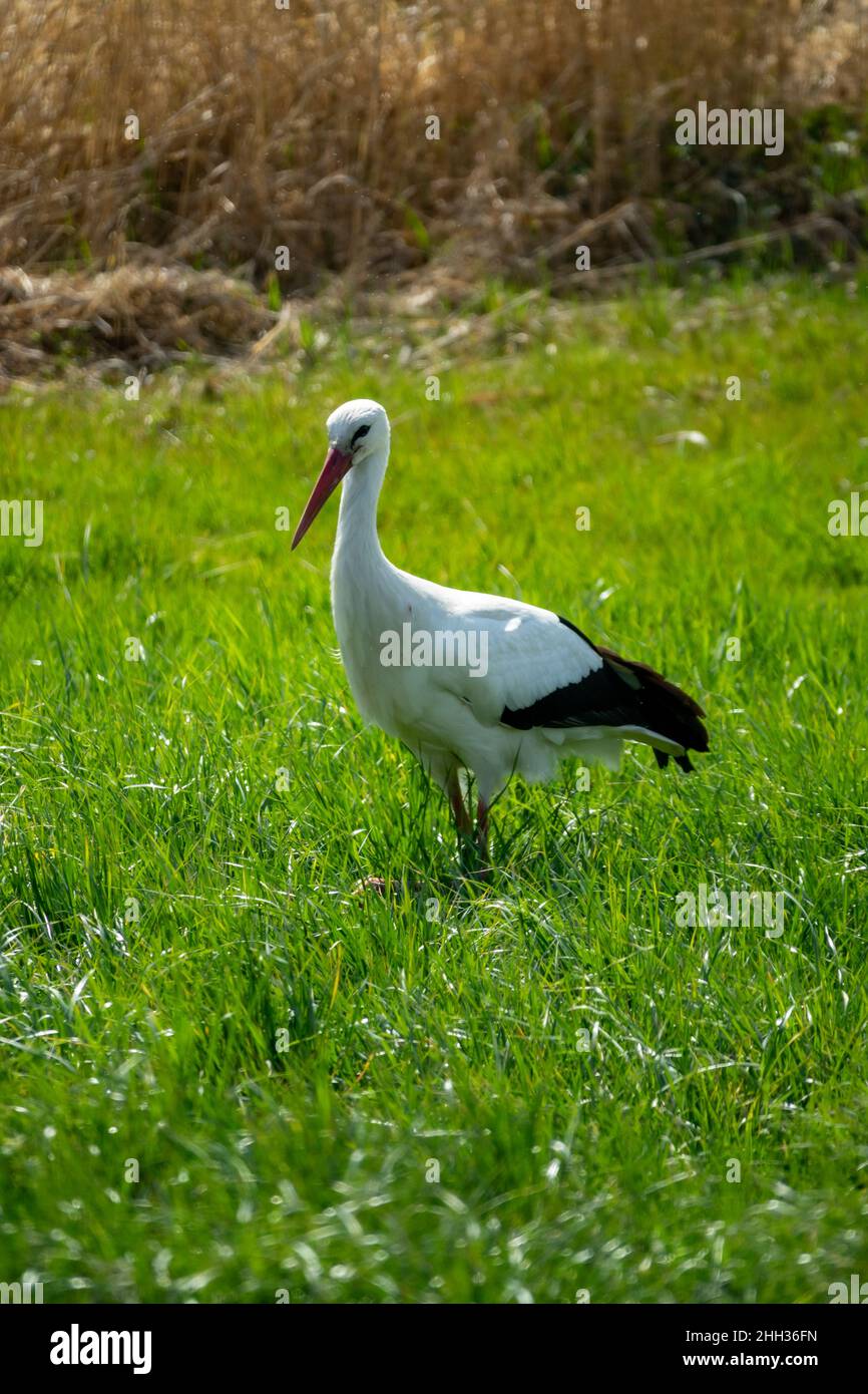 Adult European White Stork Standing In Green Summer Grass. Wild Field ...