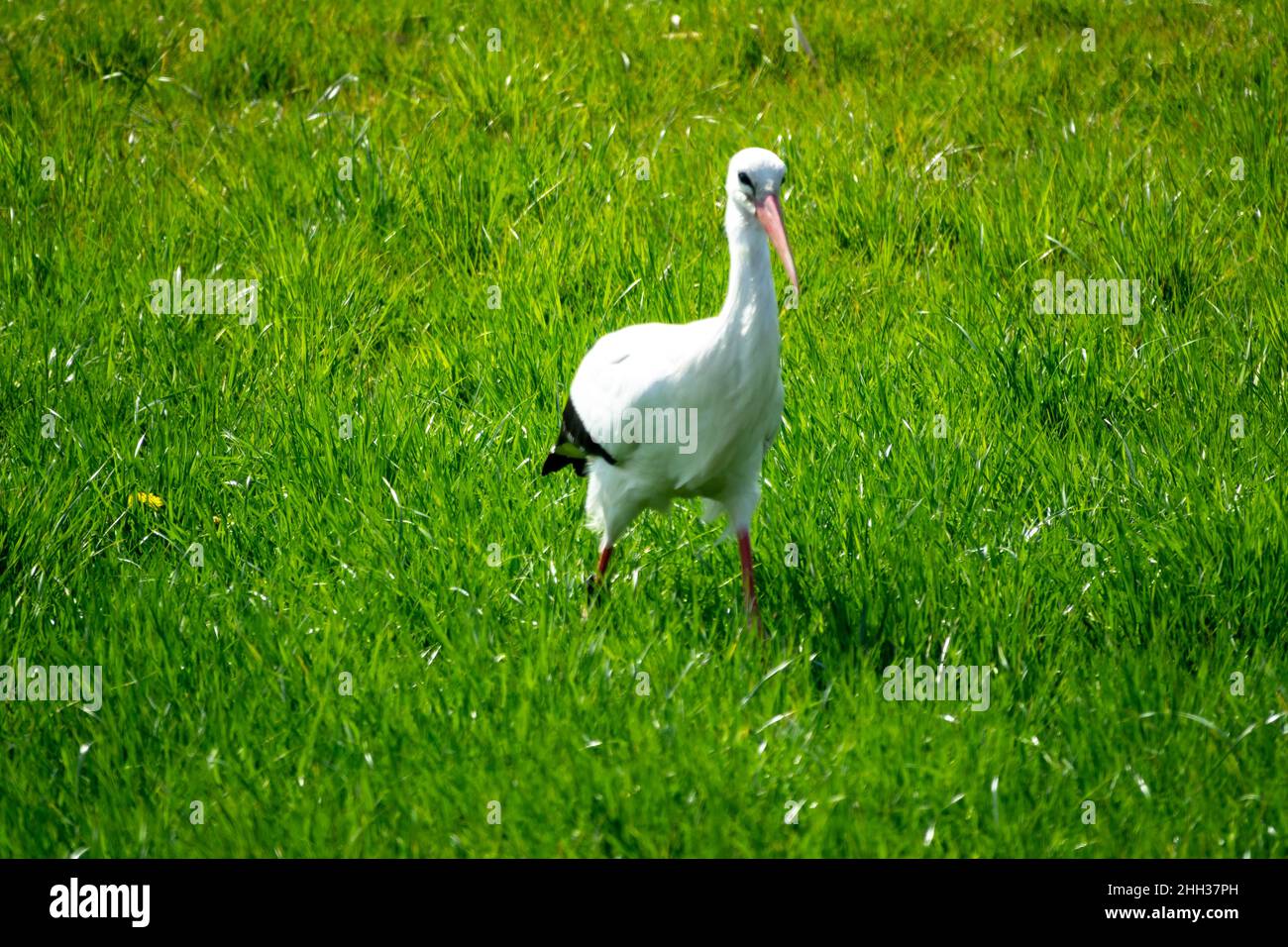Adult European White Stork Standing In Green Summer Grass. Wild Field ...
