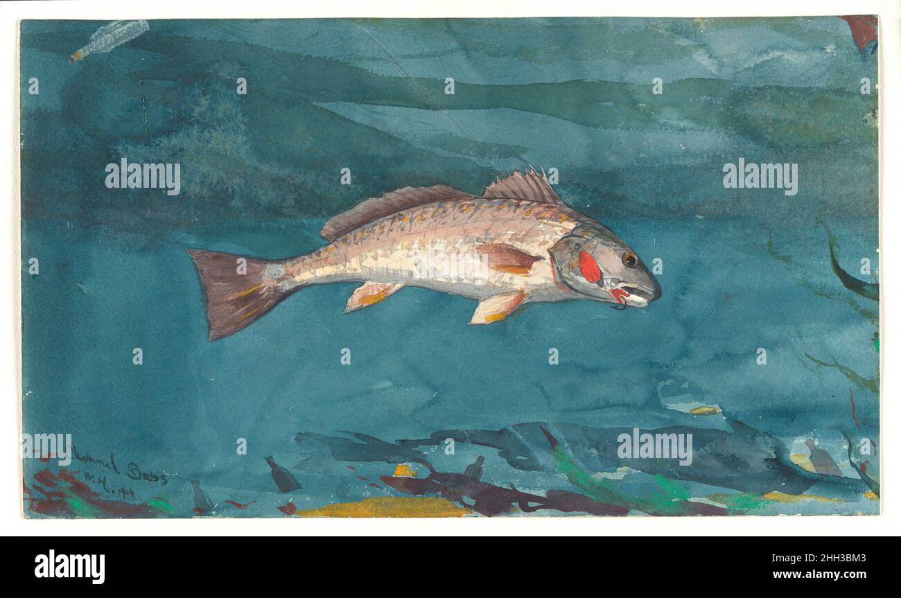 Channel bass hi-res stock photography and images - Alamy