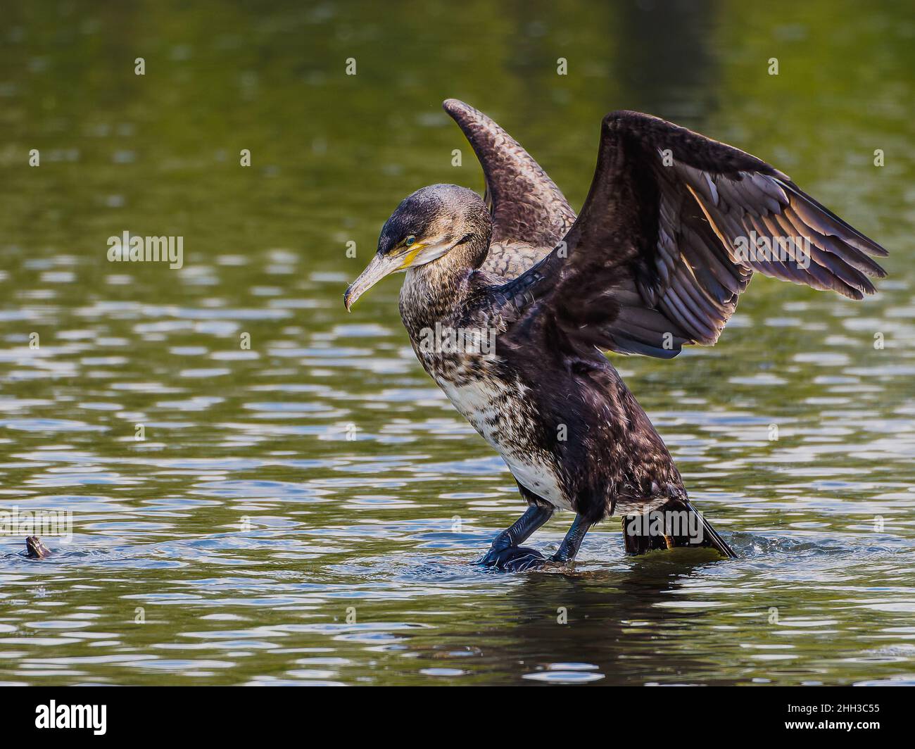 Cormorant in the trees hi-res stock photography and images - Alamy