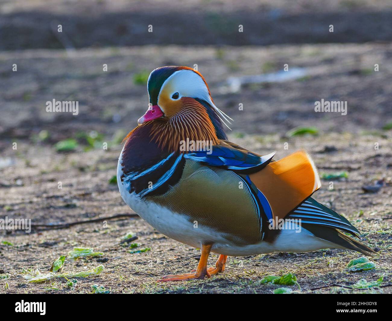 A wonderfully colourful male Mandarin duck Stock Photo - Alamy