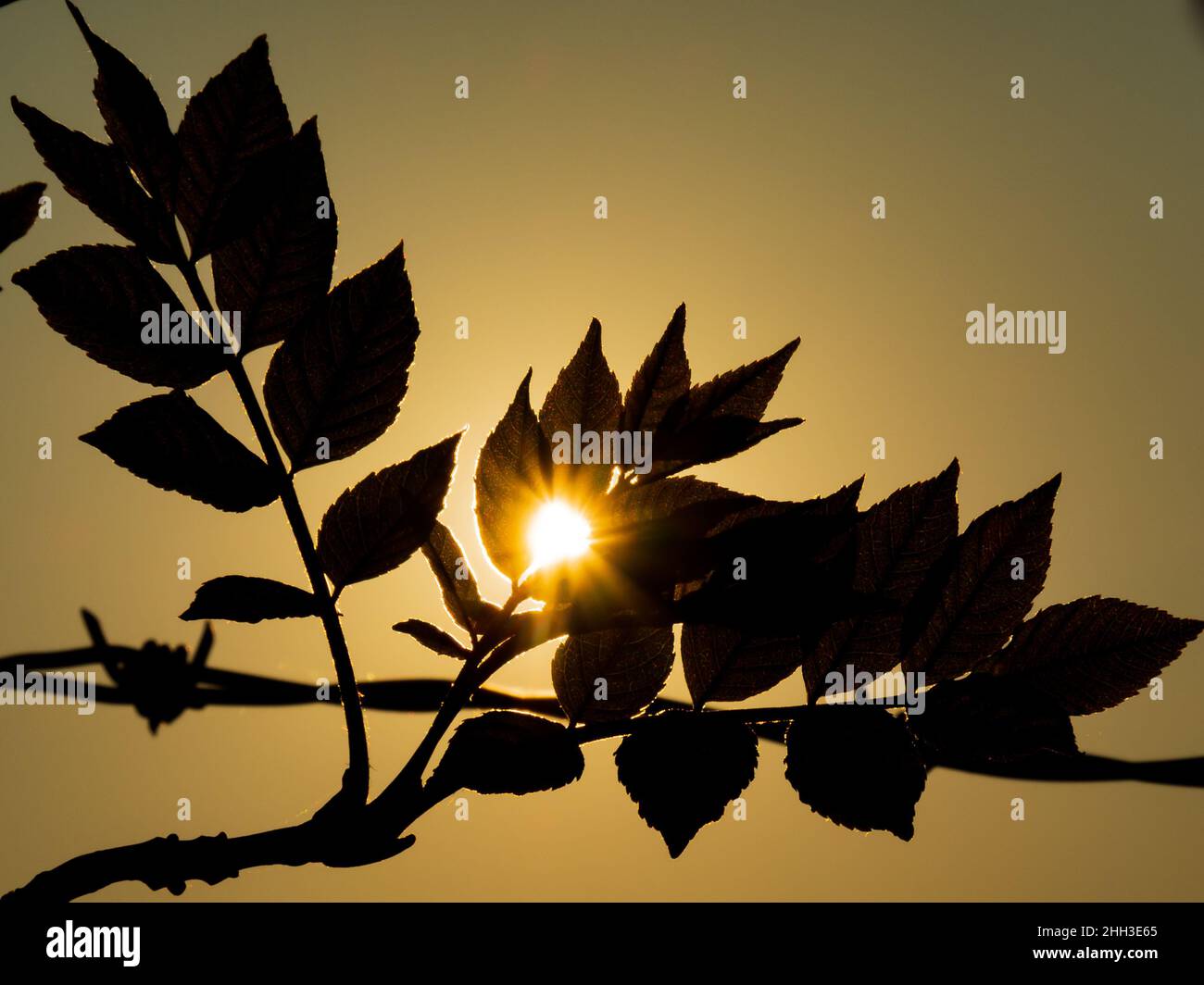 Sun setting with fence hi-res stock photography and images - Alamy