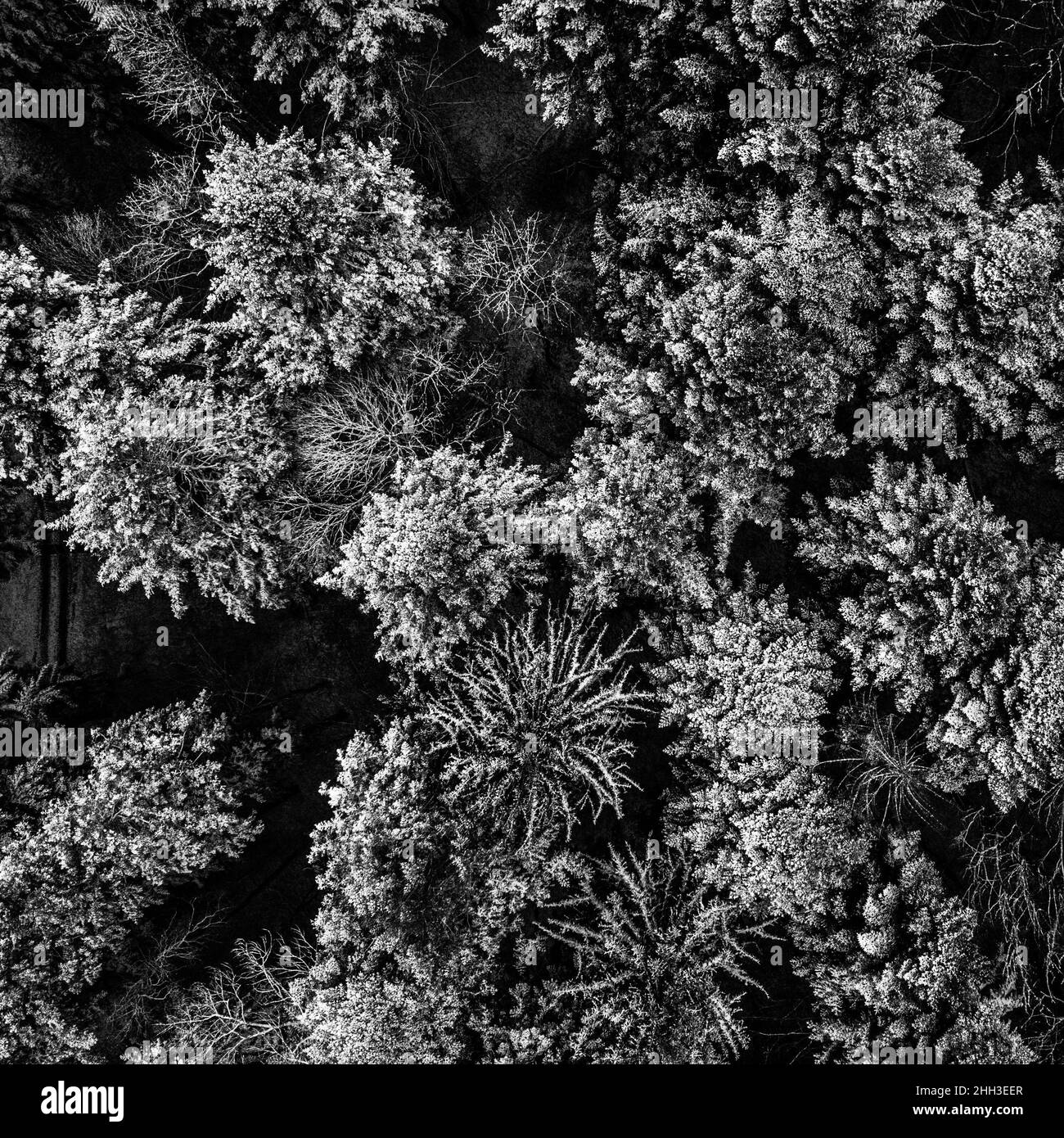 Aerial view forest hi-res stock photography and images - Alamy