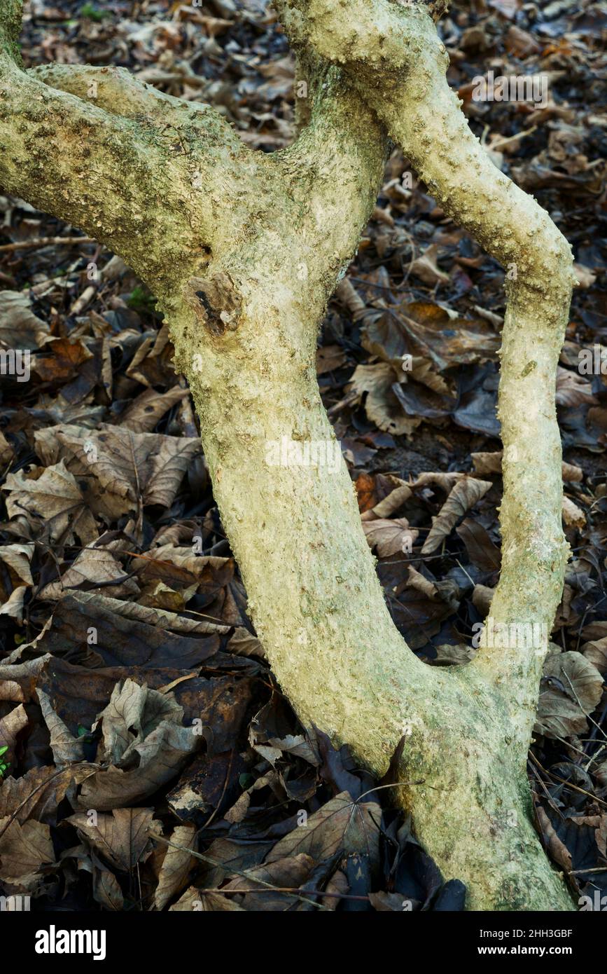 A close up of the trunk of a Box tree Stock Photo - Alamy