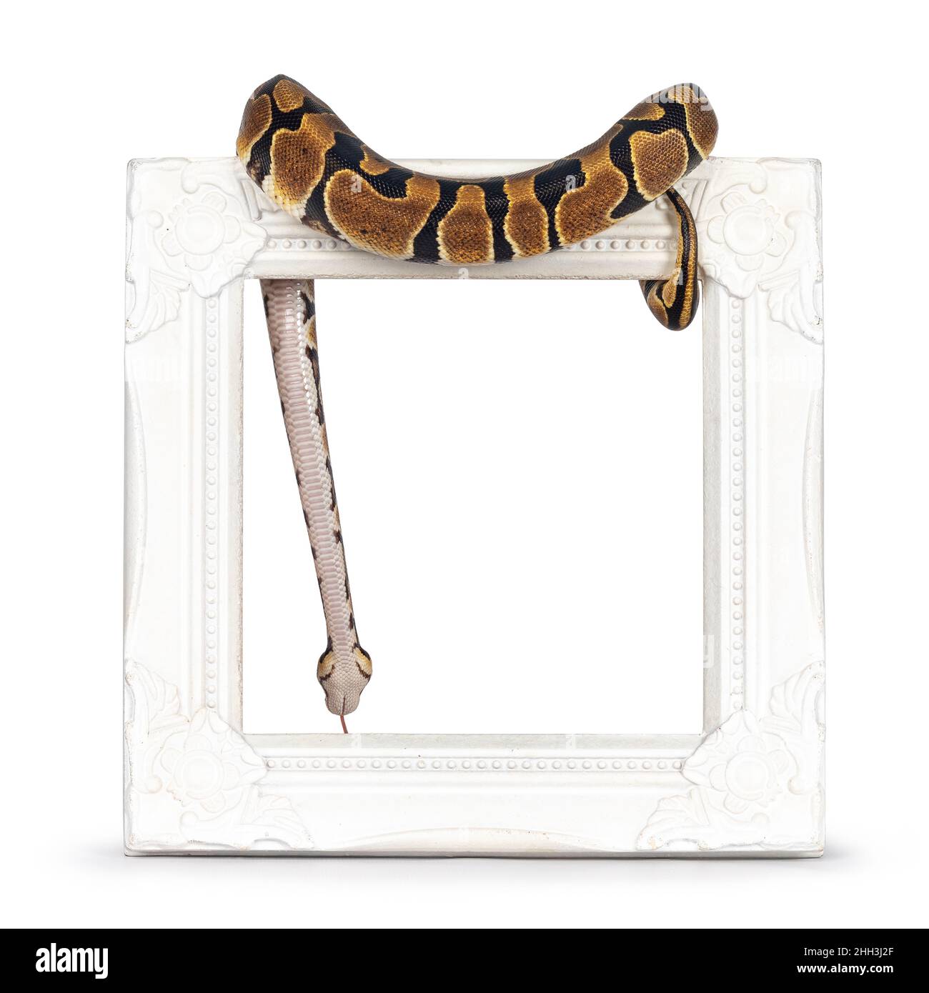 Baby Ballpython or Python Regius snake, isolated on a white background ...