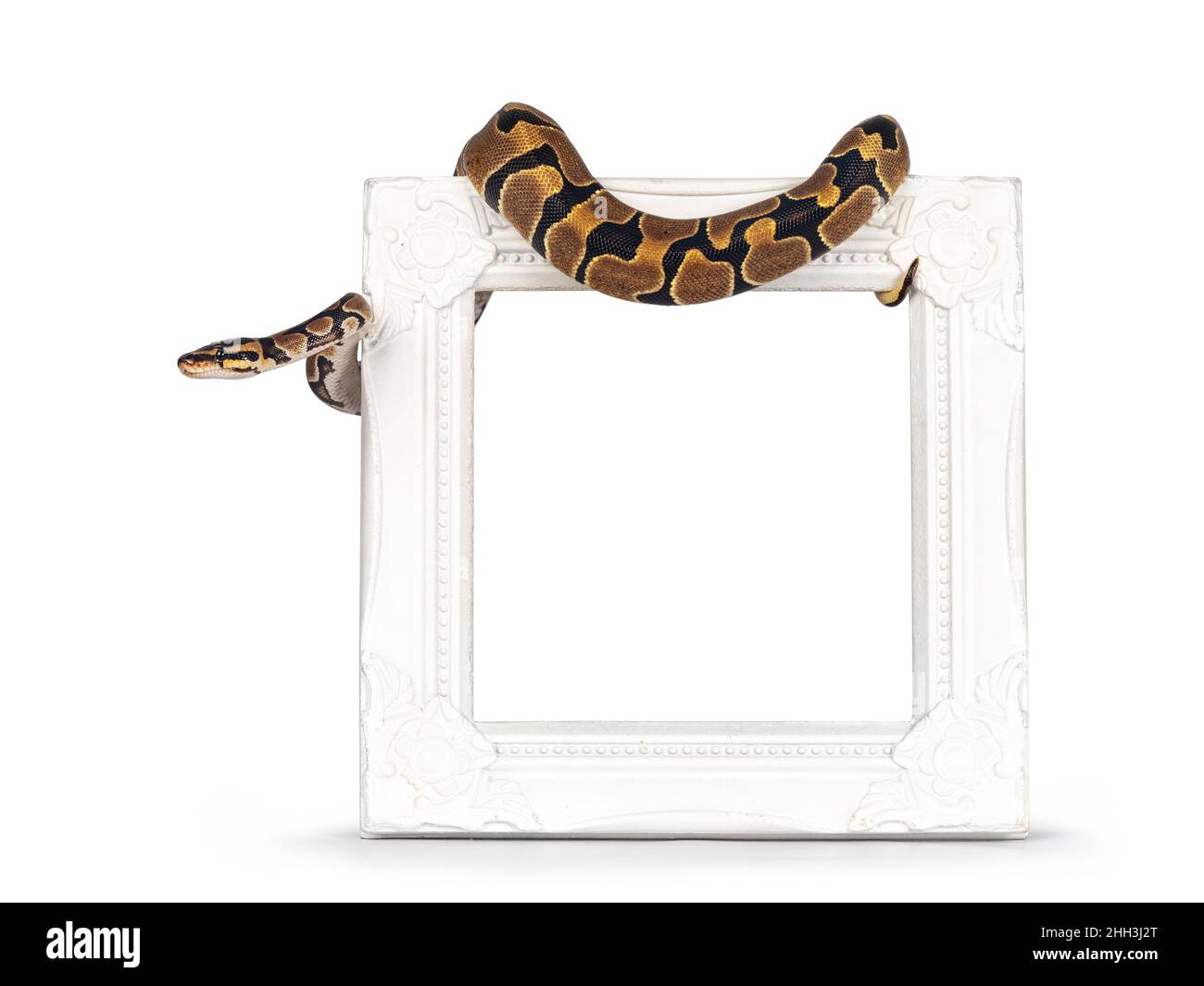 Baby Ballpython or Python Regius snake, isolated on a white background ...