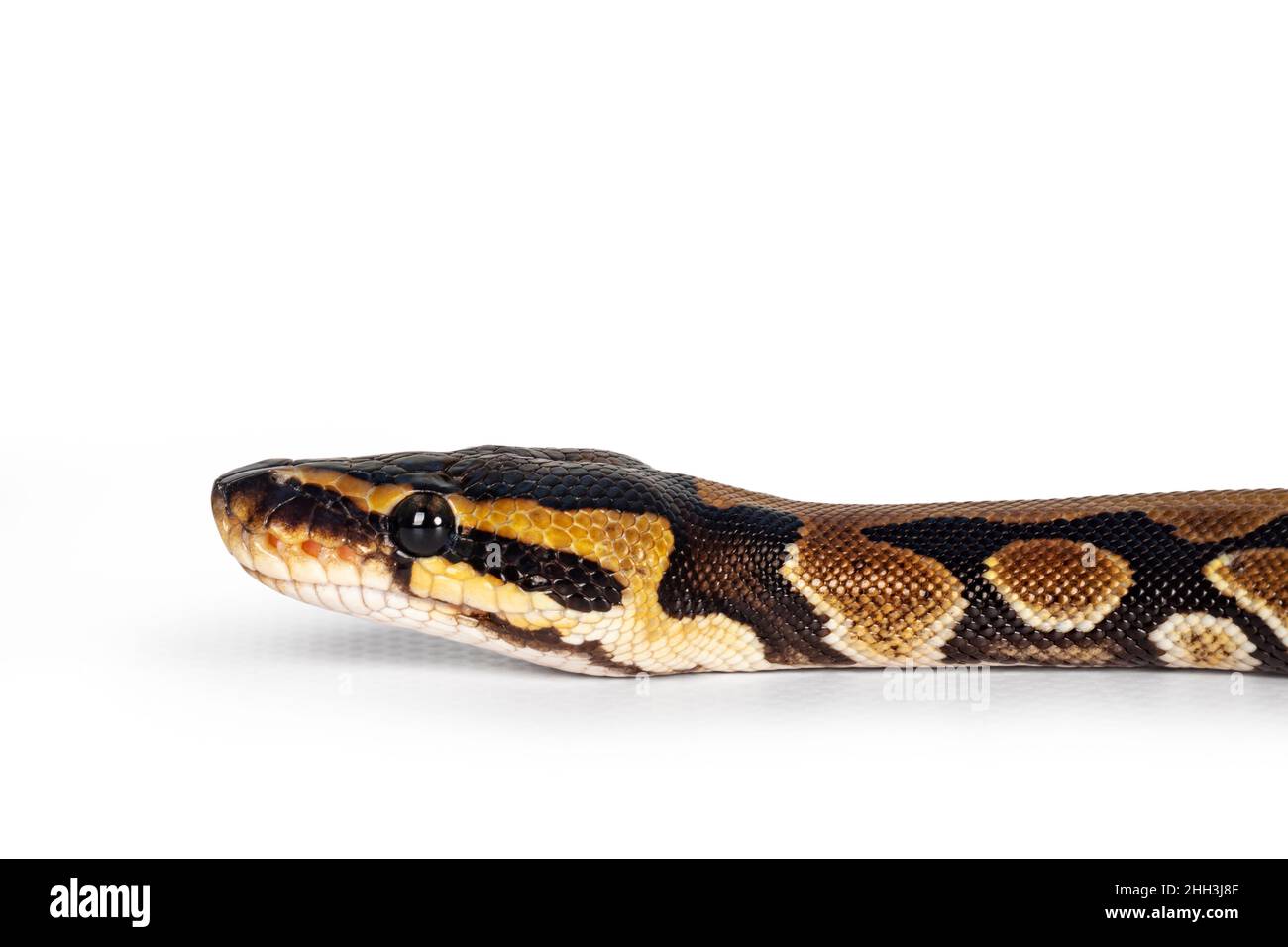 Head shot of baby Ballpython or Python Regius snake, isolated on a ...