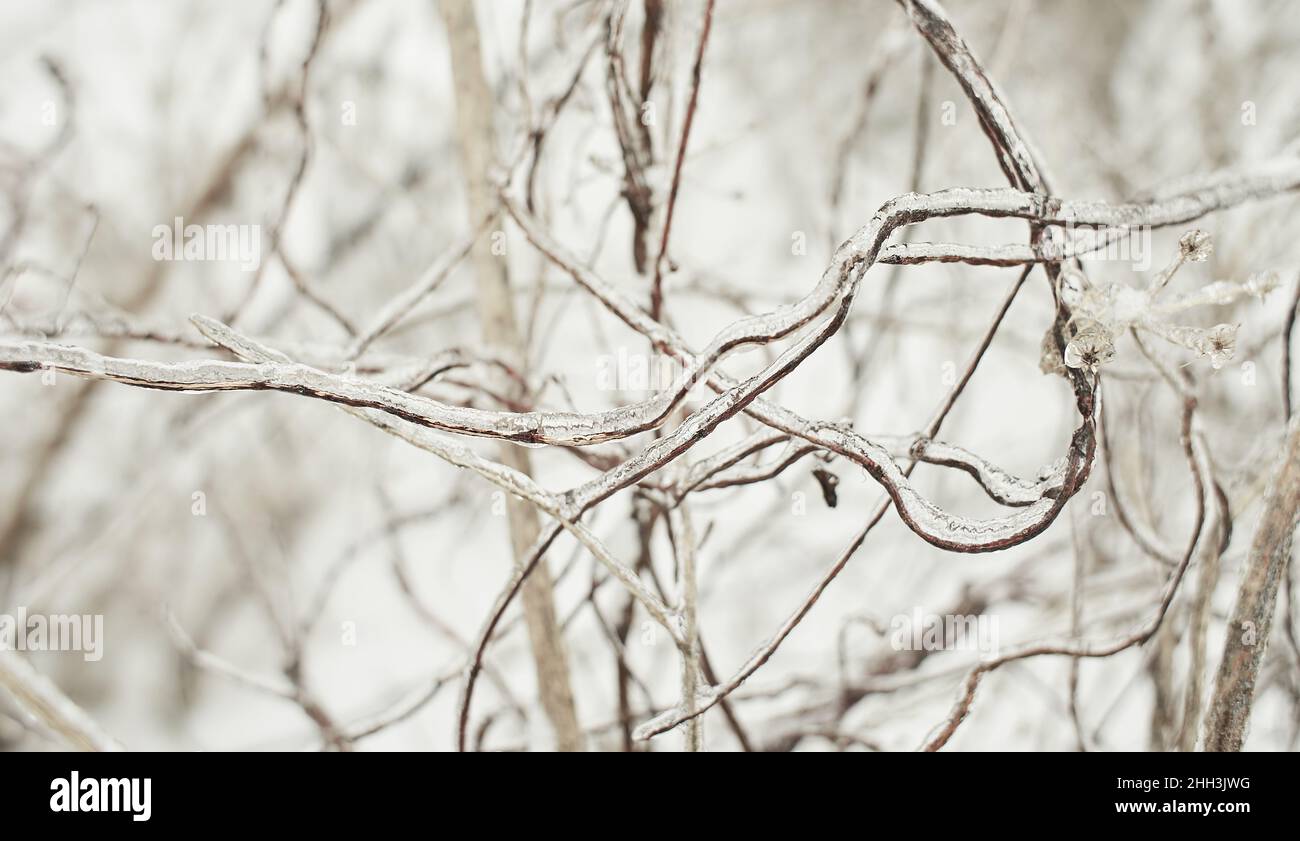Branches of a deciduous grass, bushes covered with ice crust after ...