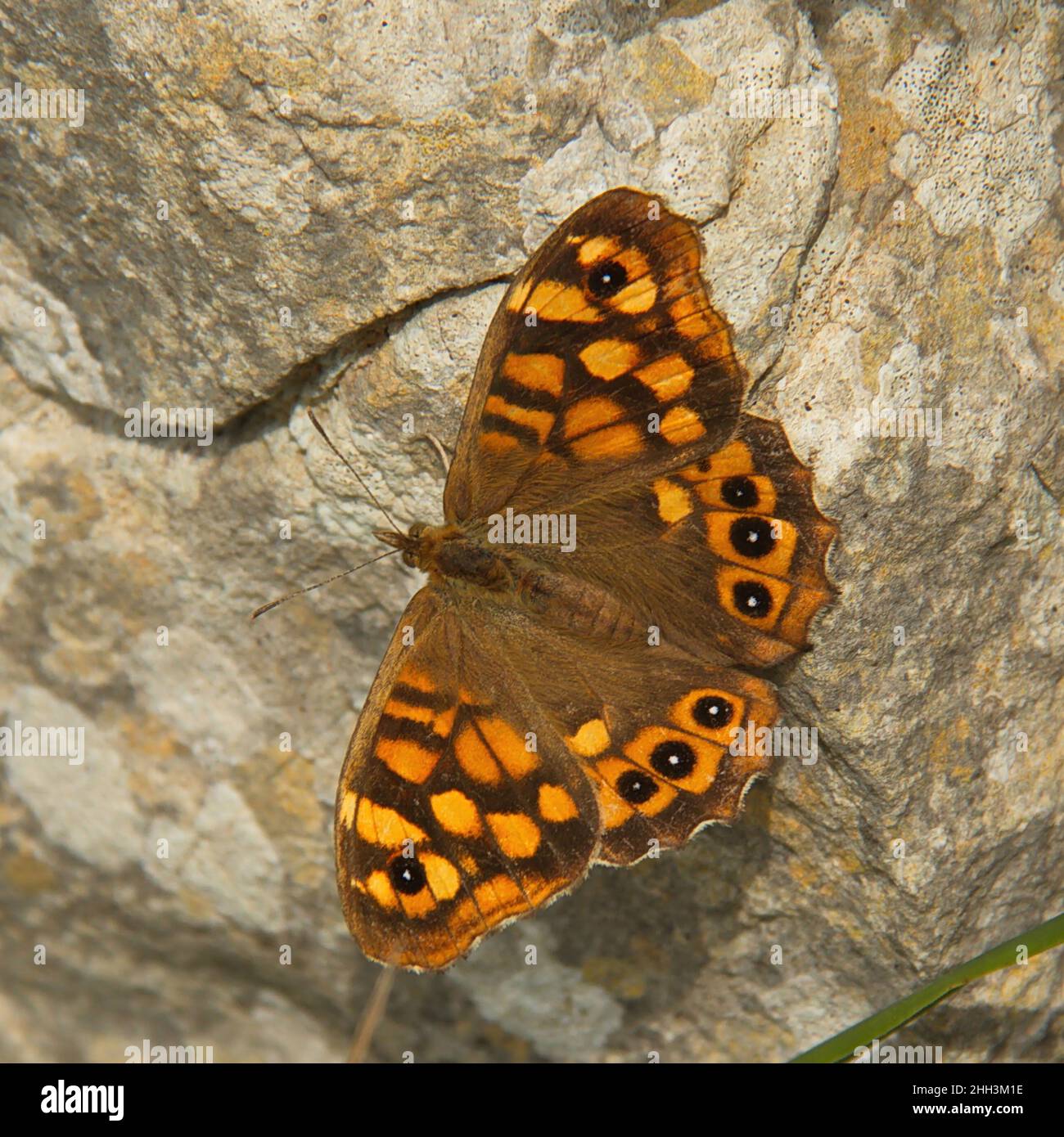 Wall brown butterfly lasiommata spain hi-res stock photography and ...