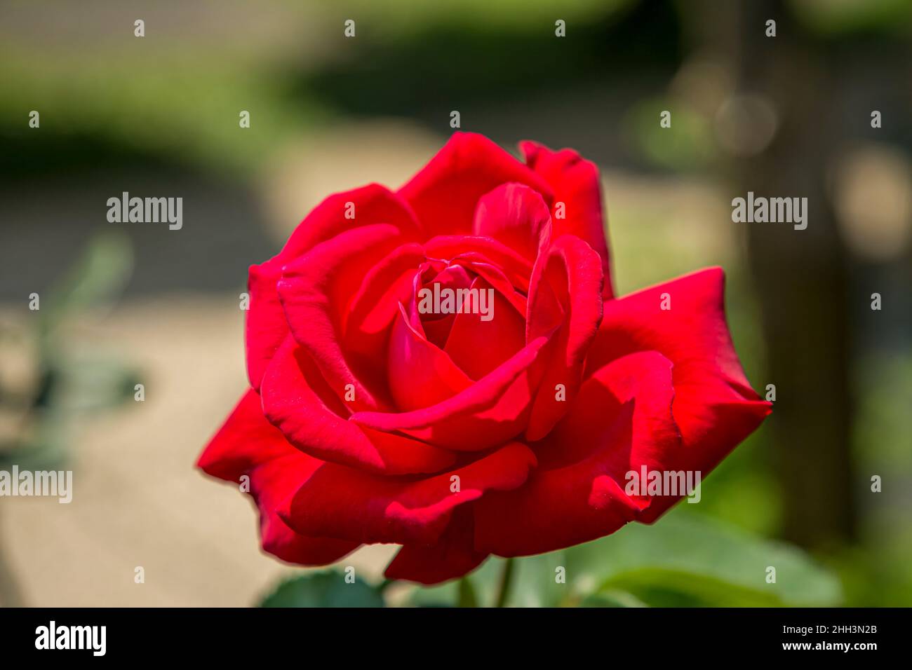 vivid red rose flower closeup on natural green background Stock Photo ...