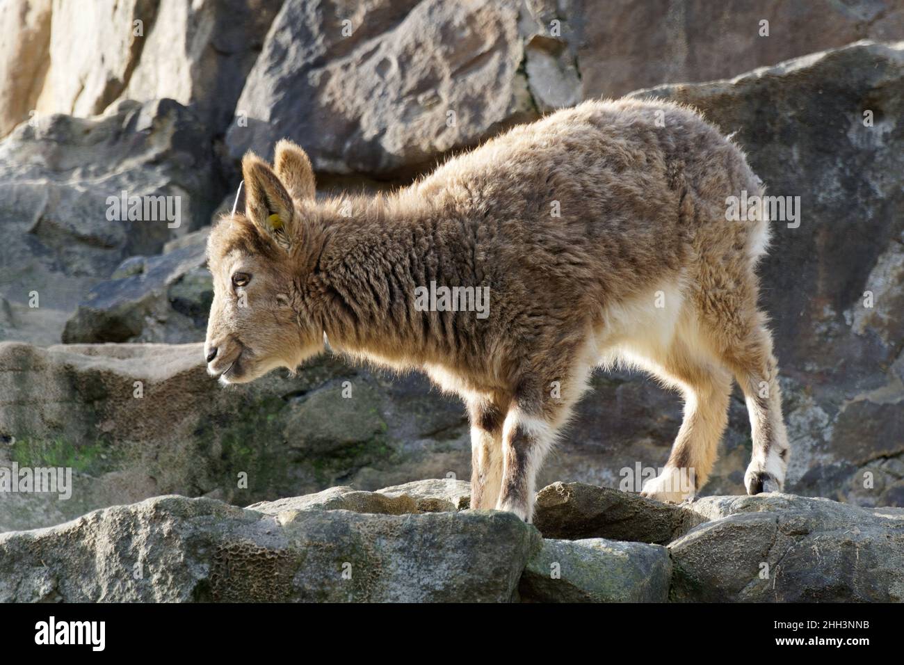 alpine mountain ibex kid - capra sibirica Stock Photo - Alamy