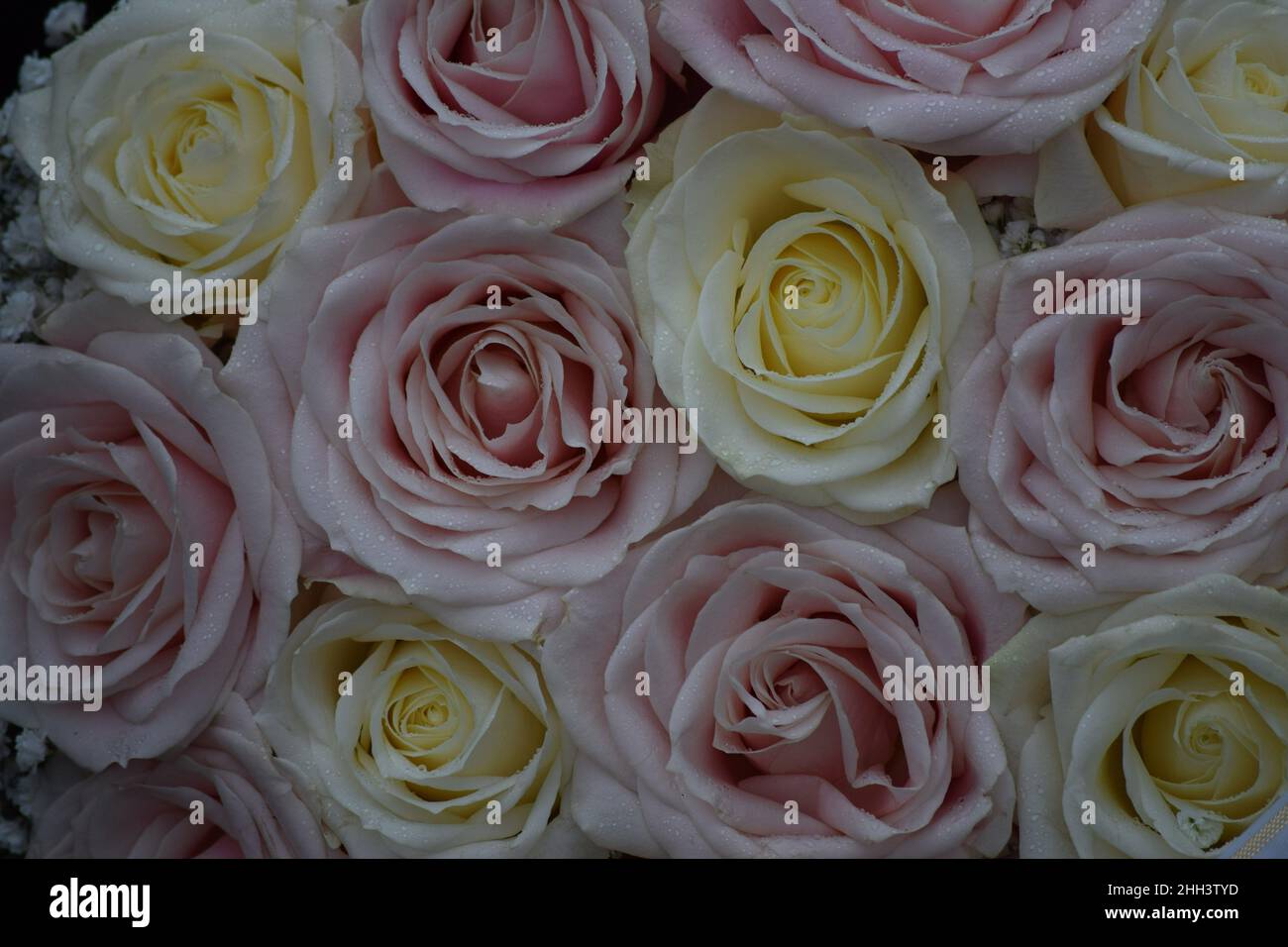 Symbolism of pink roses hi-res stock photography and images - Alamy
