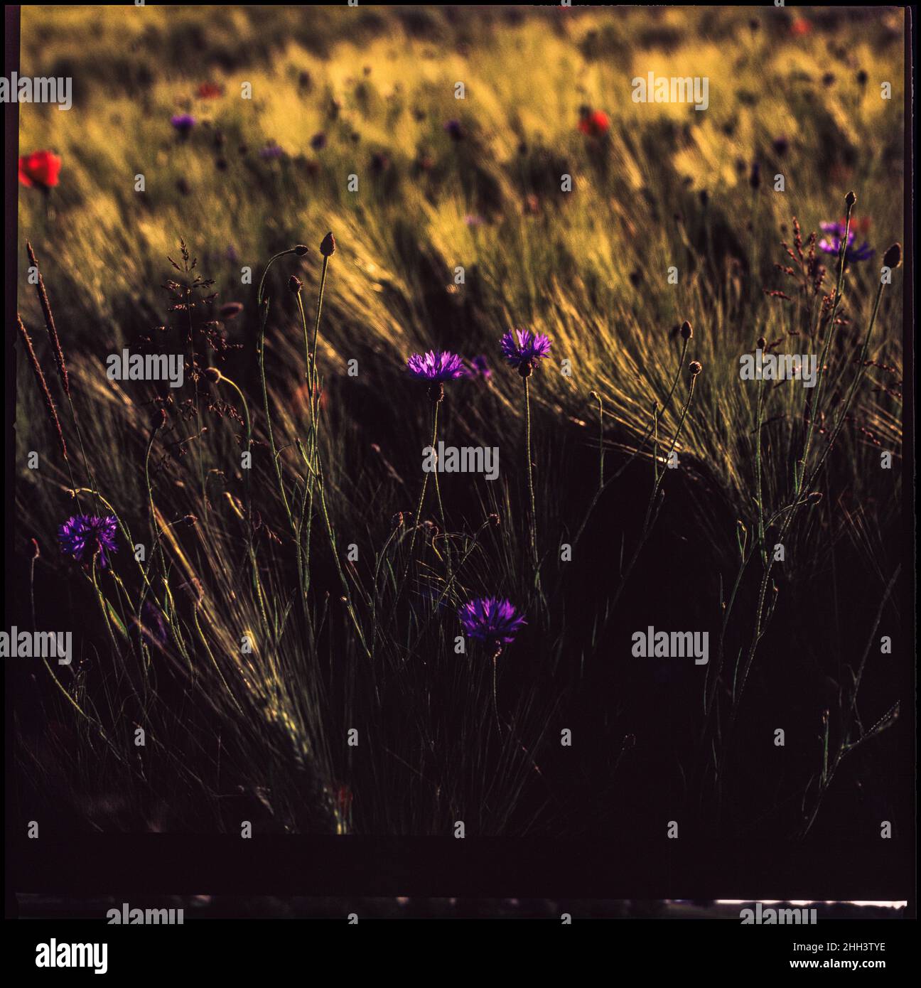 The corn is green film hi-res stock photography and images - Alamy