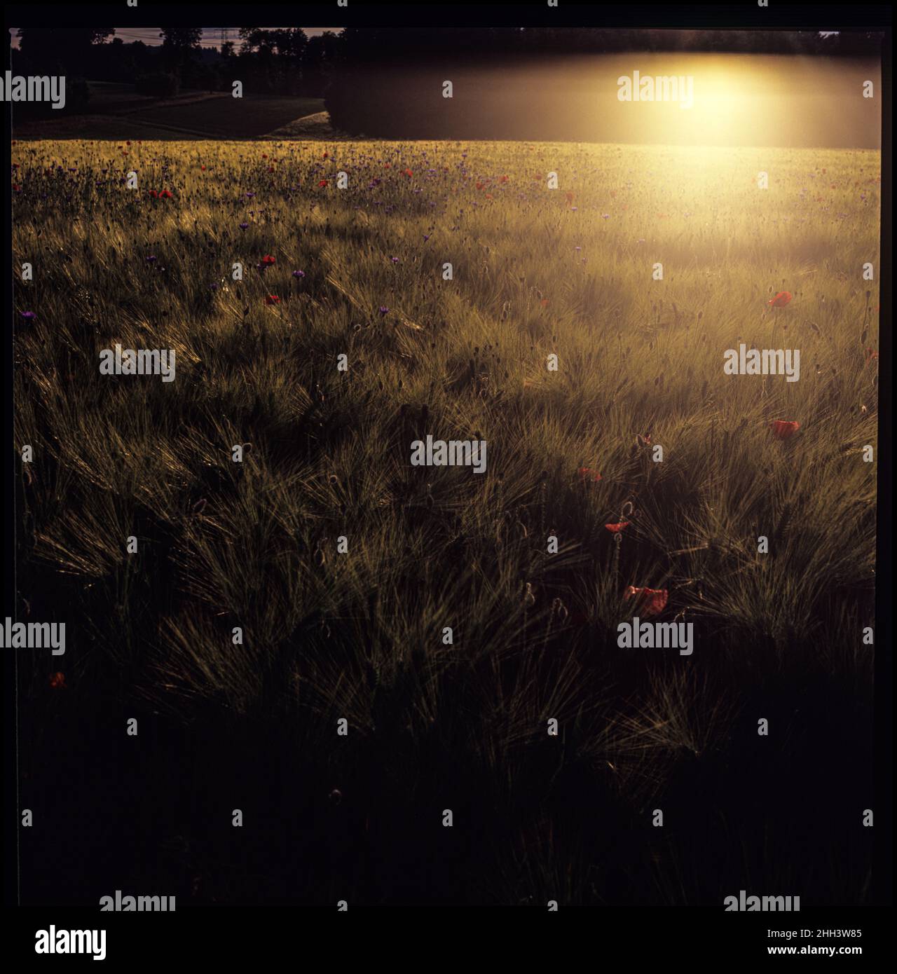 The corn is green film hi-res stock photography and images - Alamy