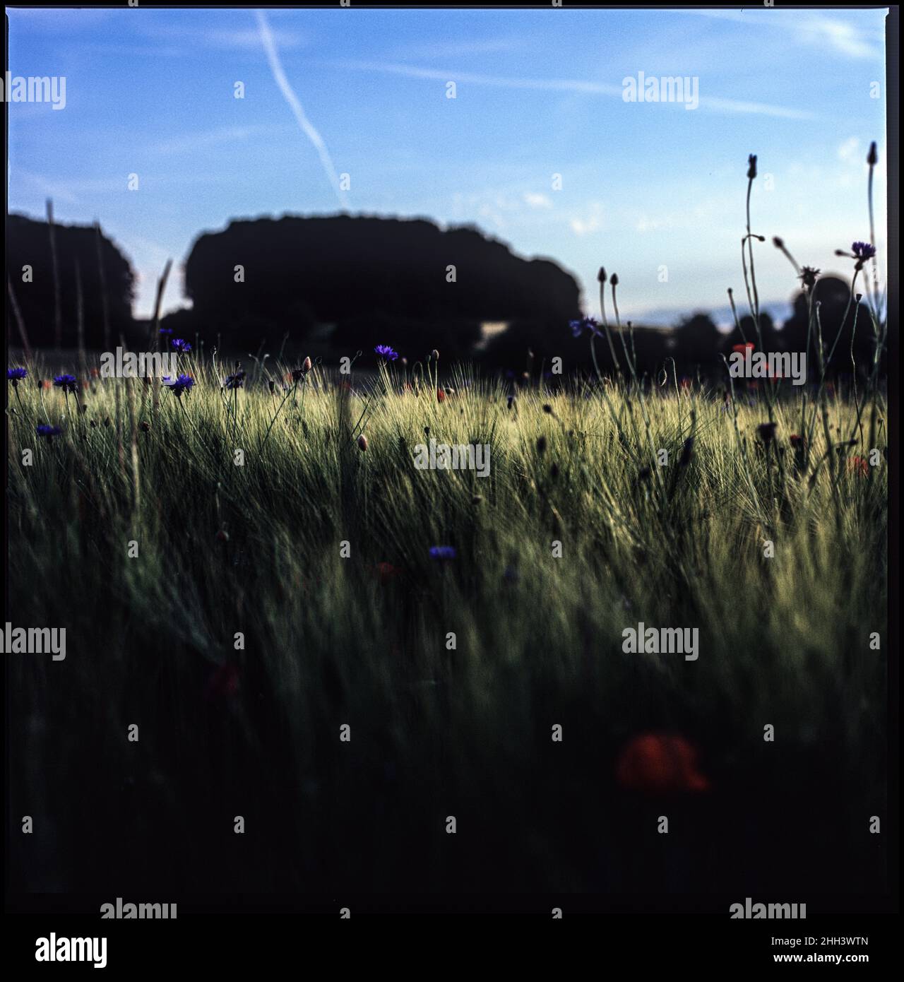 The corn is green film hi-res stock photography and images - Alamy