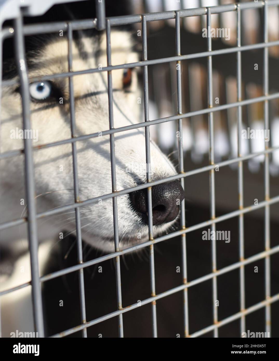 Nose of a husky dog sitting in a cage Stock Photo - Alamy