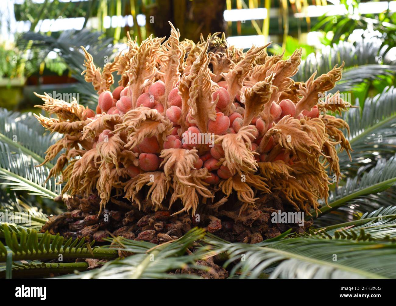 Flowers of drooping cycad close up Stock Photo - Alamy