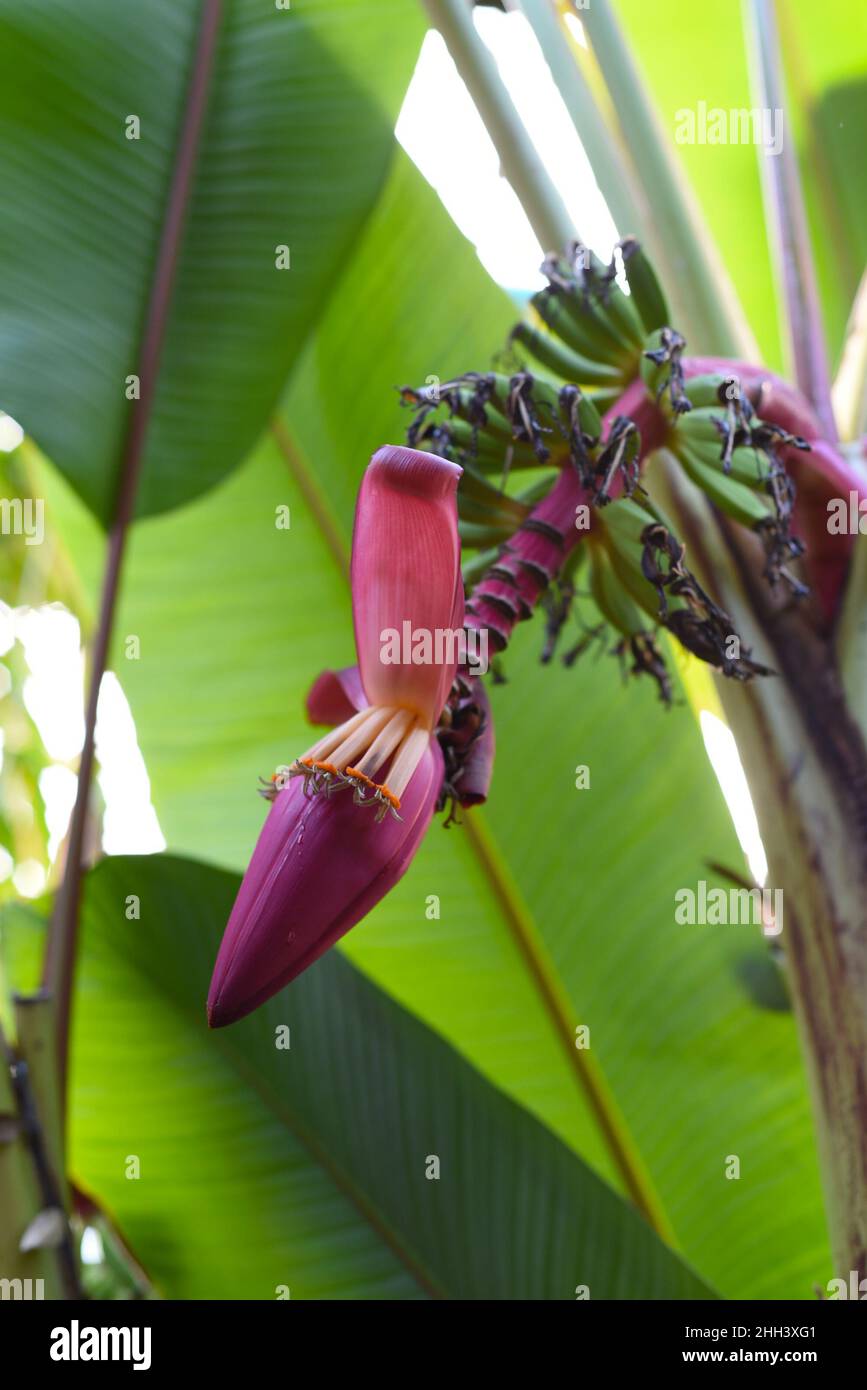 Indian banana hi-res stock photography and images - Alamy