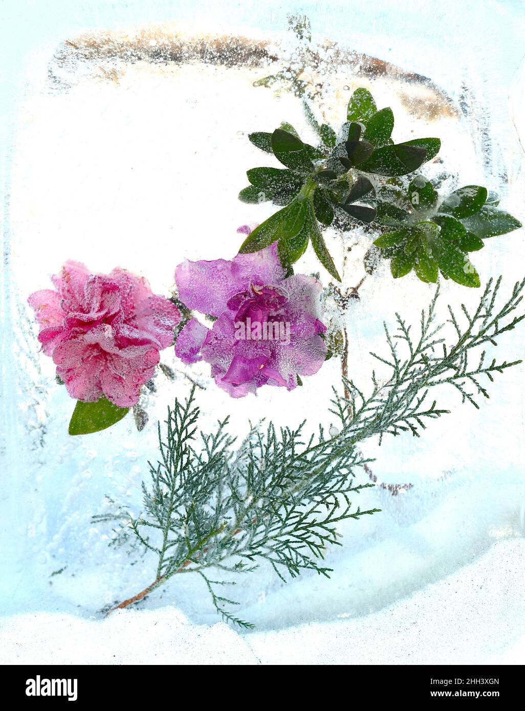 Frozen Japanese Camellia flower inside of ice Stock Photo - Alamy