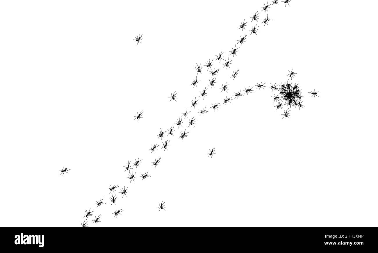 Worker ants trail line flat style design vector illustration isolated on white background Stock ...