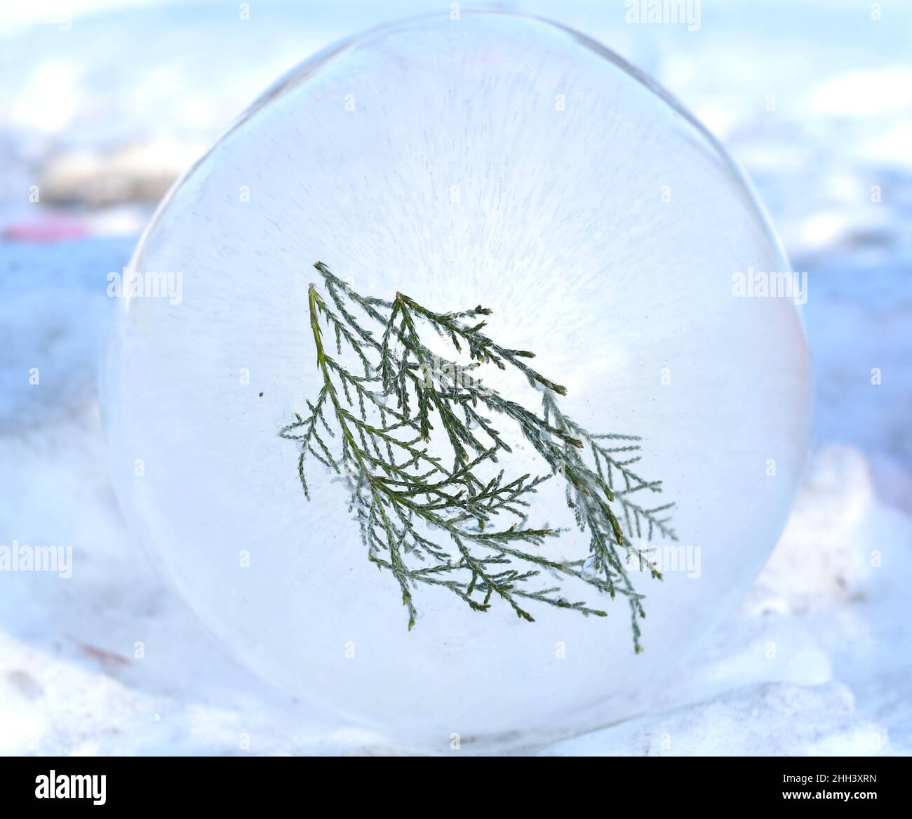 Frozen leaves of plant hi-res stock photography and images - Alamy